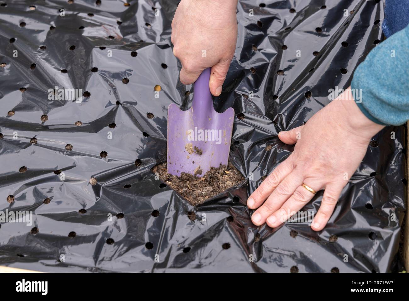 Planting of 'Gariguette' strawberry plants on a mulch sheet, also ...