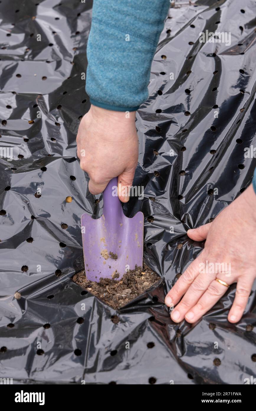 Planting of 'Gariguette' strawberry plants on a mulch sheet, also ...