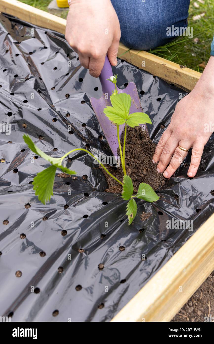 Planting of 'Gariguette' strawberry plants on a mulch sheet, also ...