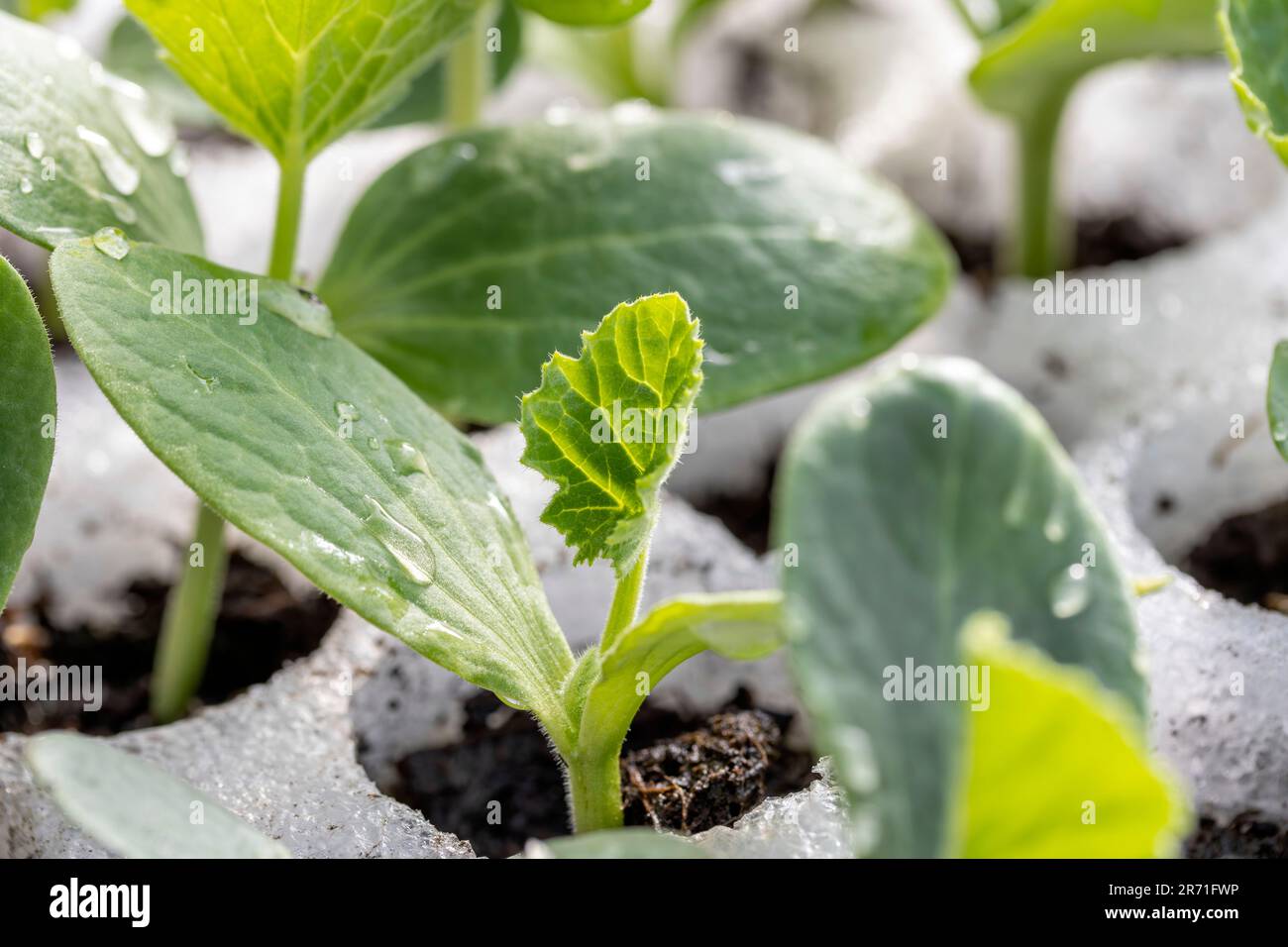Zucchini seedlings in seed tray Stock Photo - Alamy