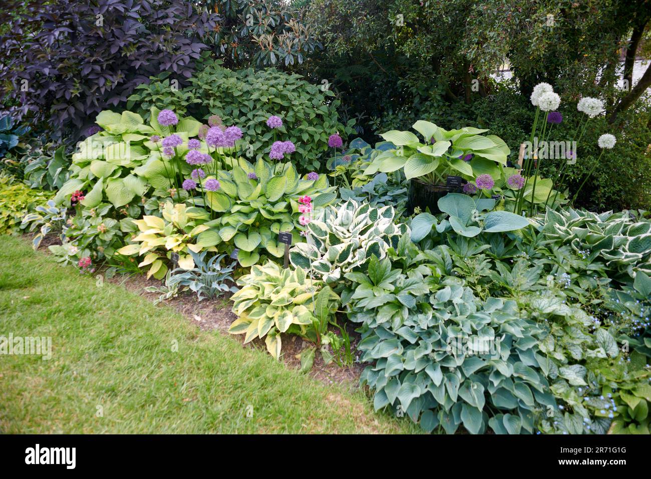 World Class Display of Hostas growing in the Borders of Holehird ...