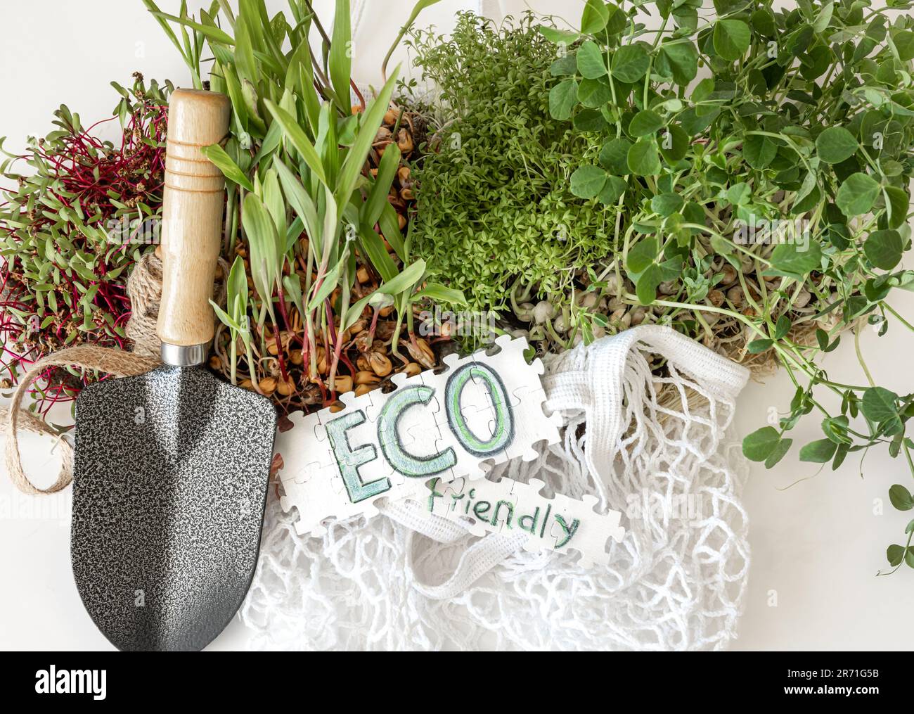 Germination of microgreens. Germination of seeds at home Stock Photo ...
