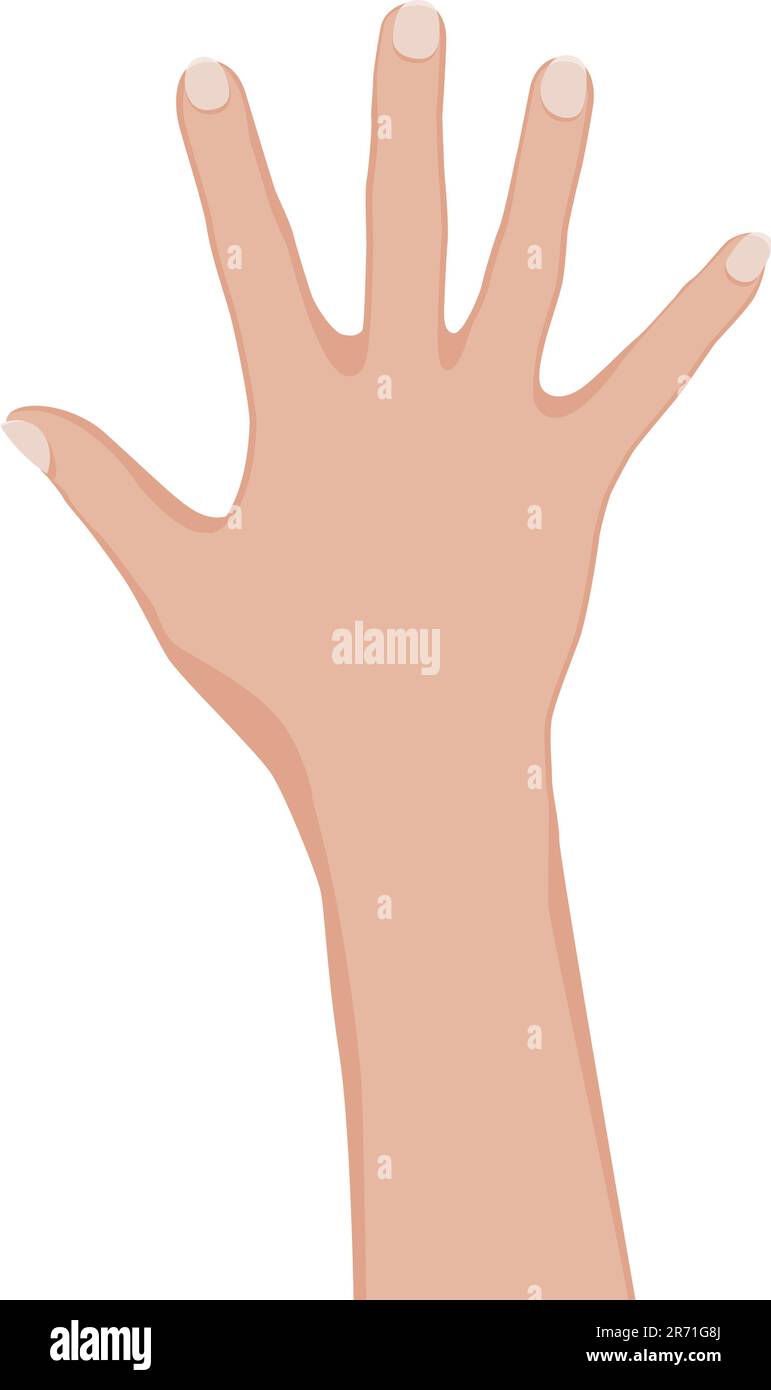 Woman hand. Vector illustration on white background Stock Vector Image ...