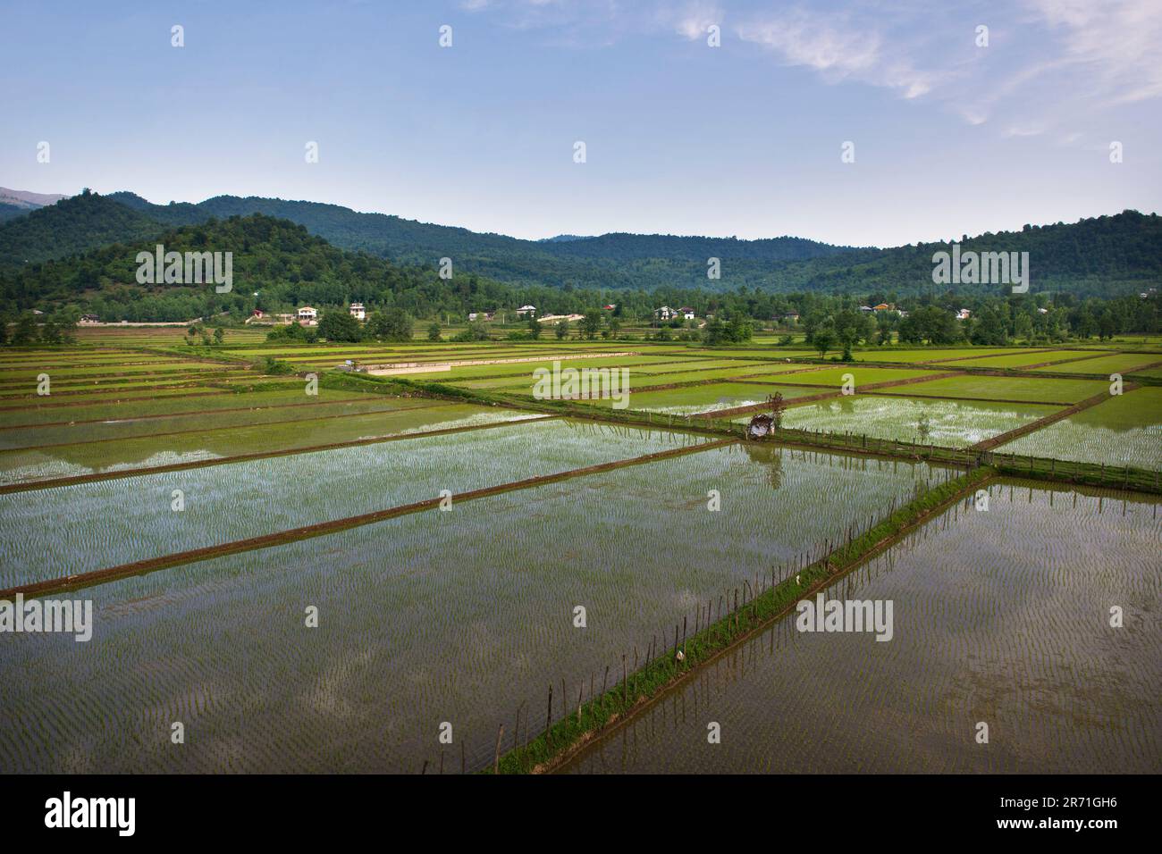 Iran rice field hi-res stock photography and images - Alamy