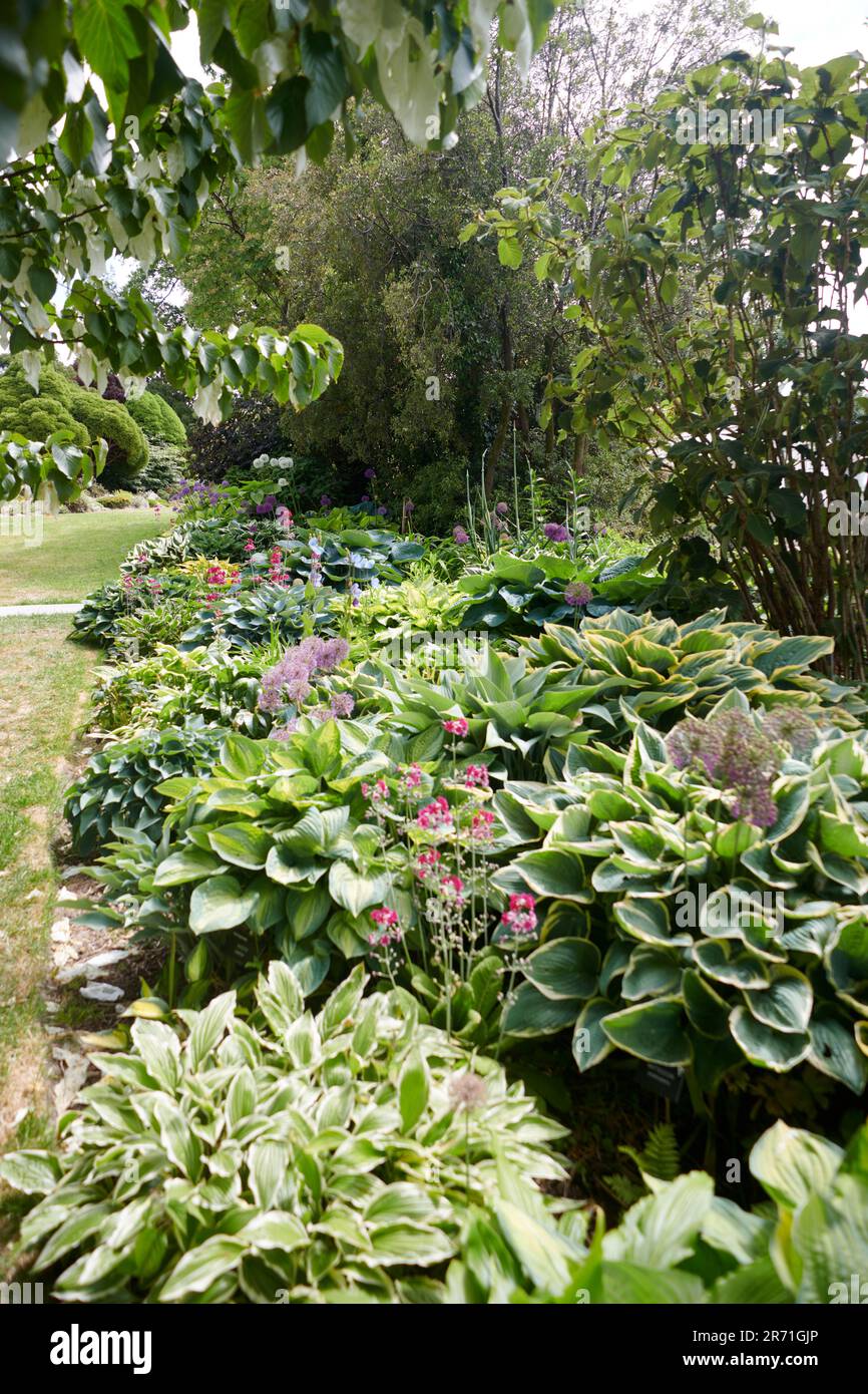 World Class Display of Hostas growing in the Borders of Holehird ...