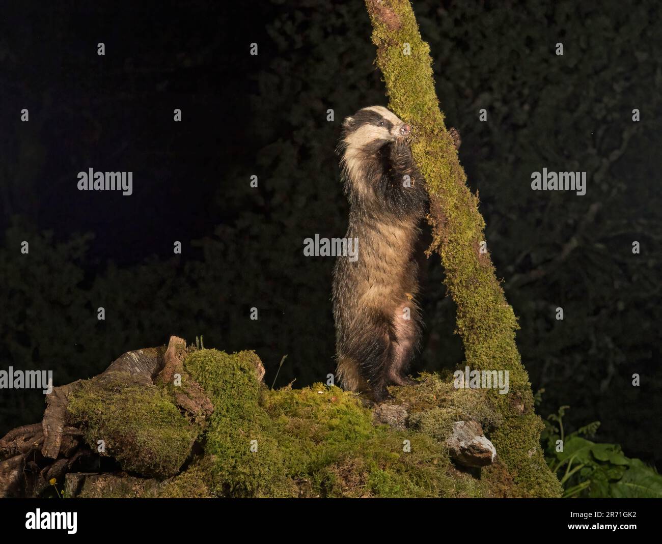European Badger, Meles meles, foraging on log, Ardnamurchan, Scotland ...