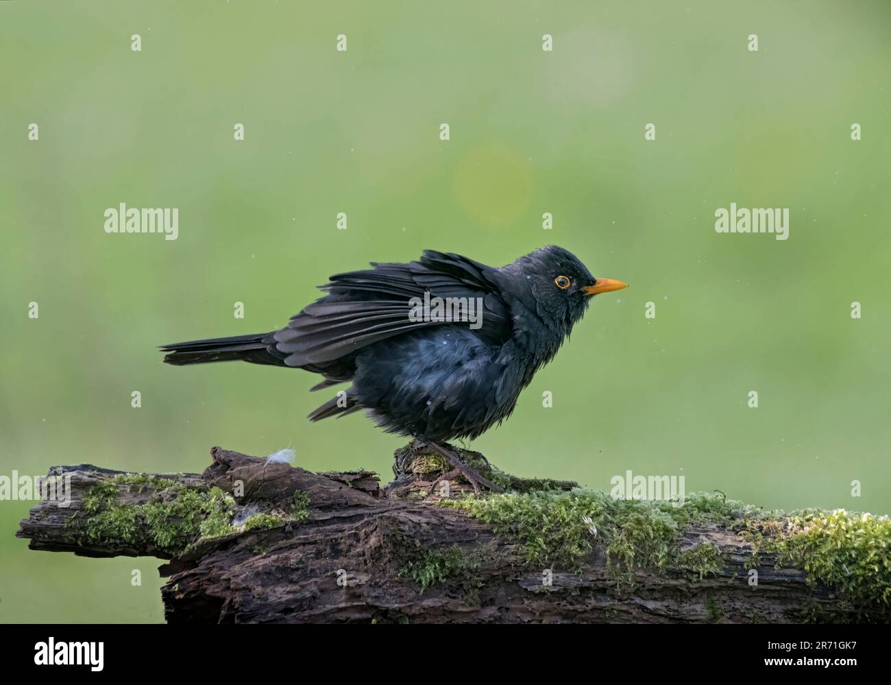 Fluffing its wings hi-res stock photography and images - Alamy