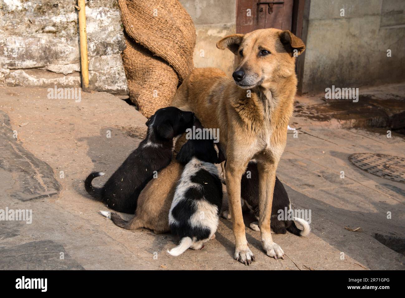 Nepal, Kirtipur Dog Stock Photo - Alamy