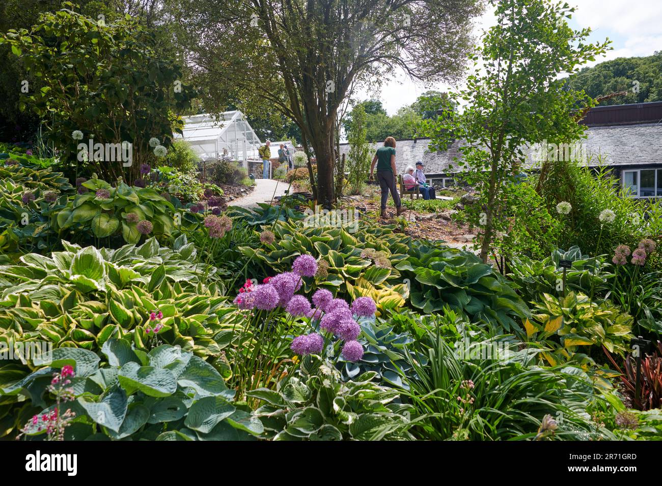 World Class Display of Hostas growing in the Borders of Holehird ...