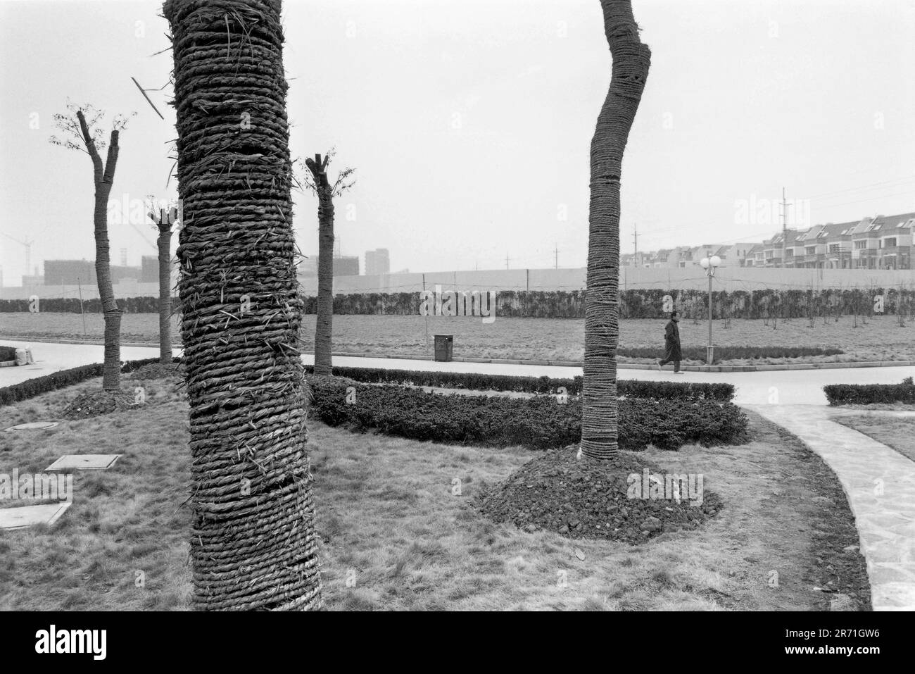 Shanghai China 2000. Newly planted trees are wrapped up with rope to ...