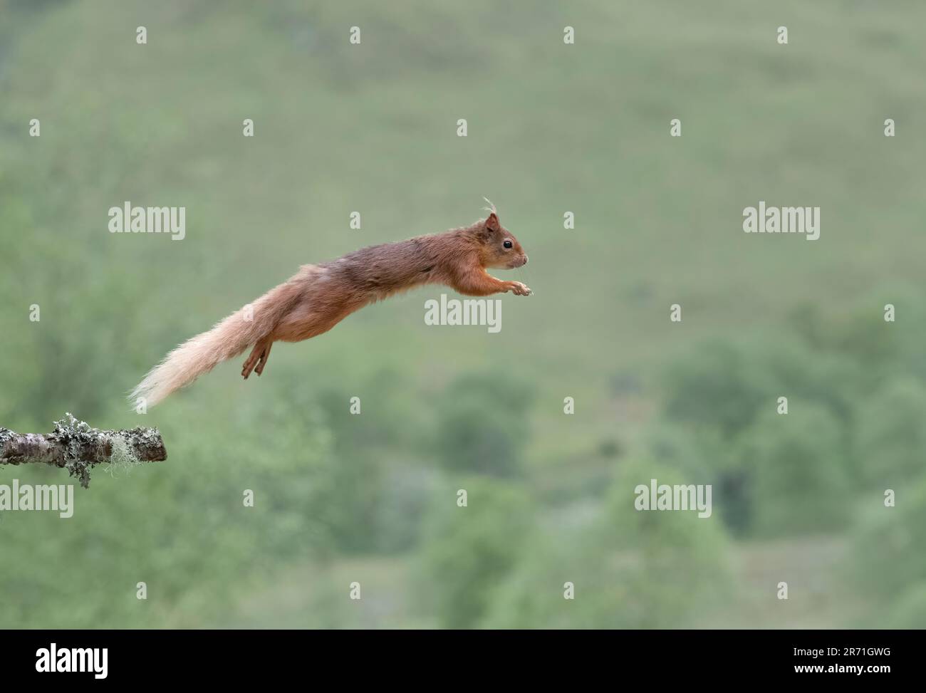 Red squirrel, Sciurus vulgaris, jumping from branch, Scotland Stock ...