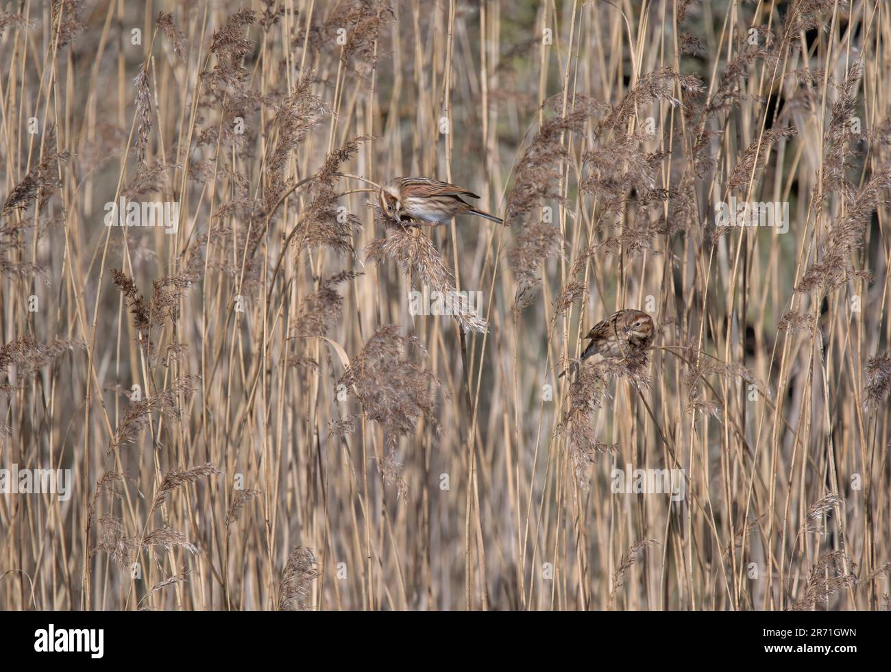 Two female reed bunting hi-res stock photography and images - Alamy