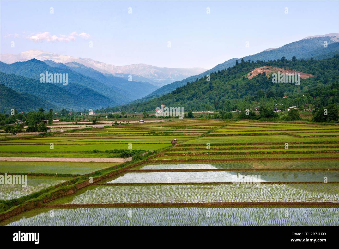 Iran rice field hi-res stock photography and images - Alamy