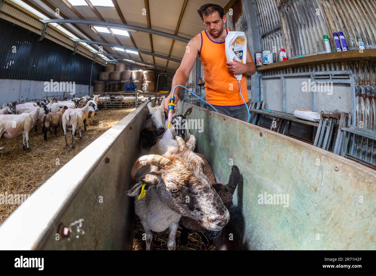 Sheep flies hi-res stock photography and images - Alamy
