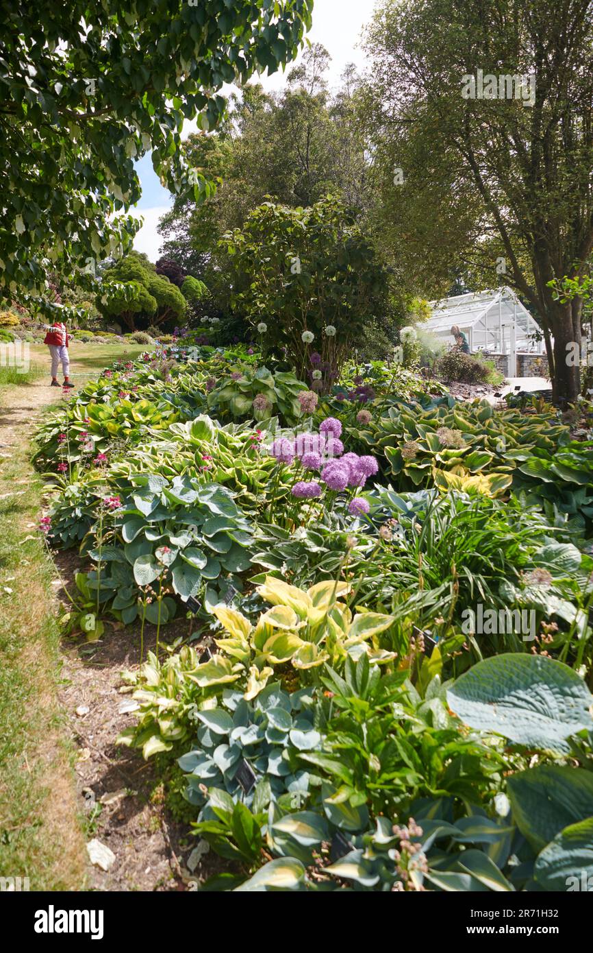 World Class Display of Hostas growing in the Borders of Holehird ...