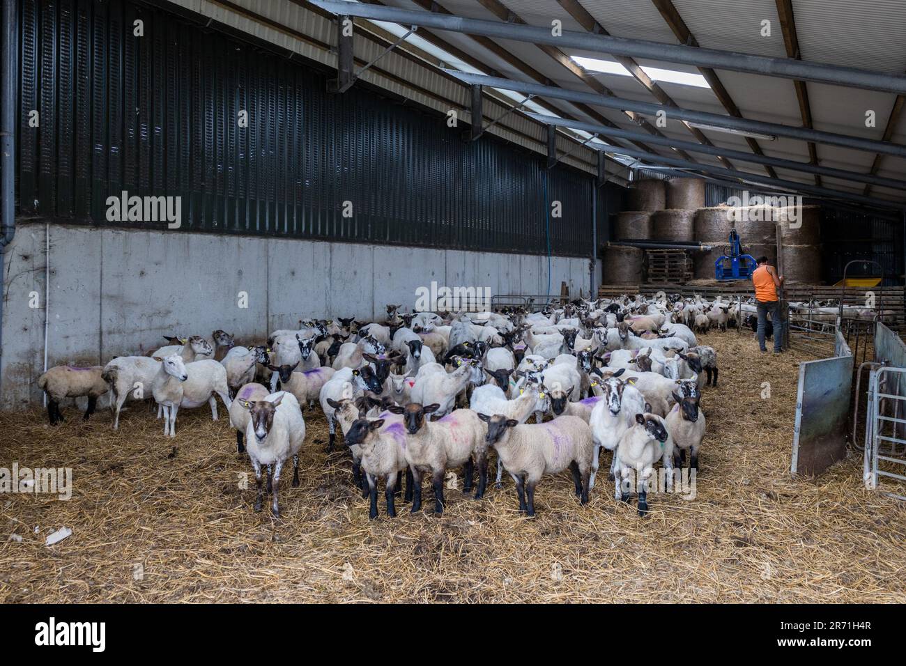 Fly strike sheep hi-res stock photography and images - Alamy