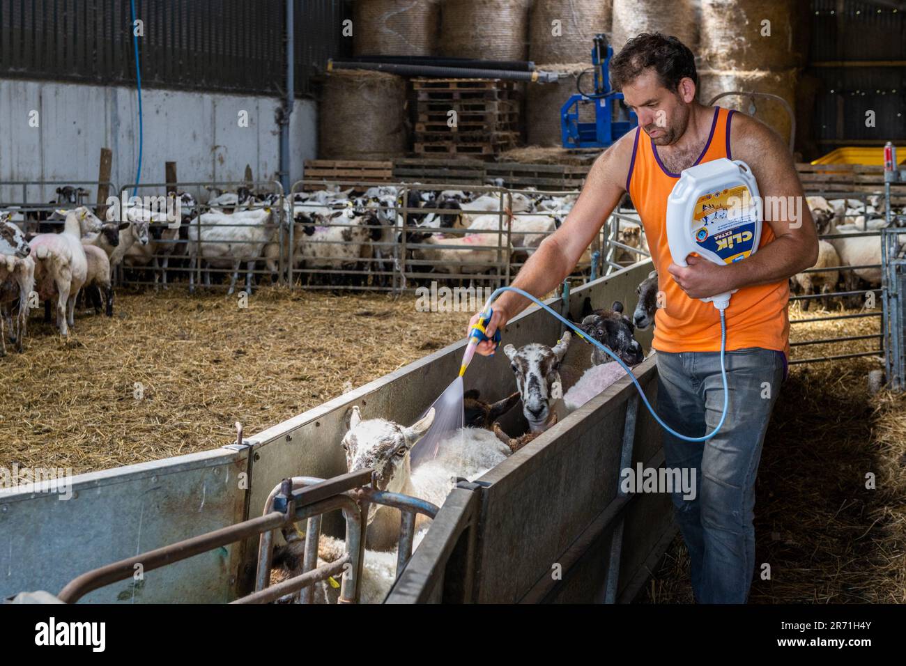 Sheep flies hi-res stock photography and images - Alamy