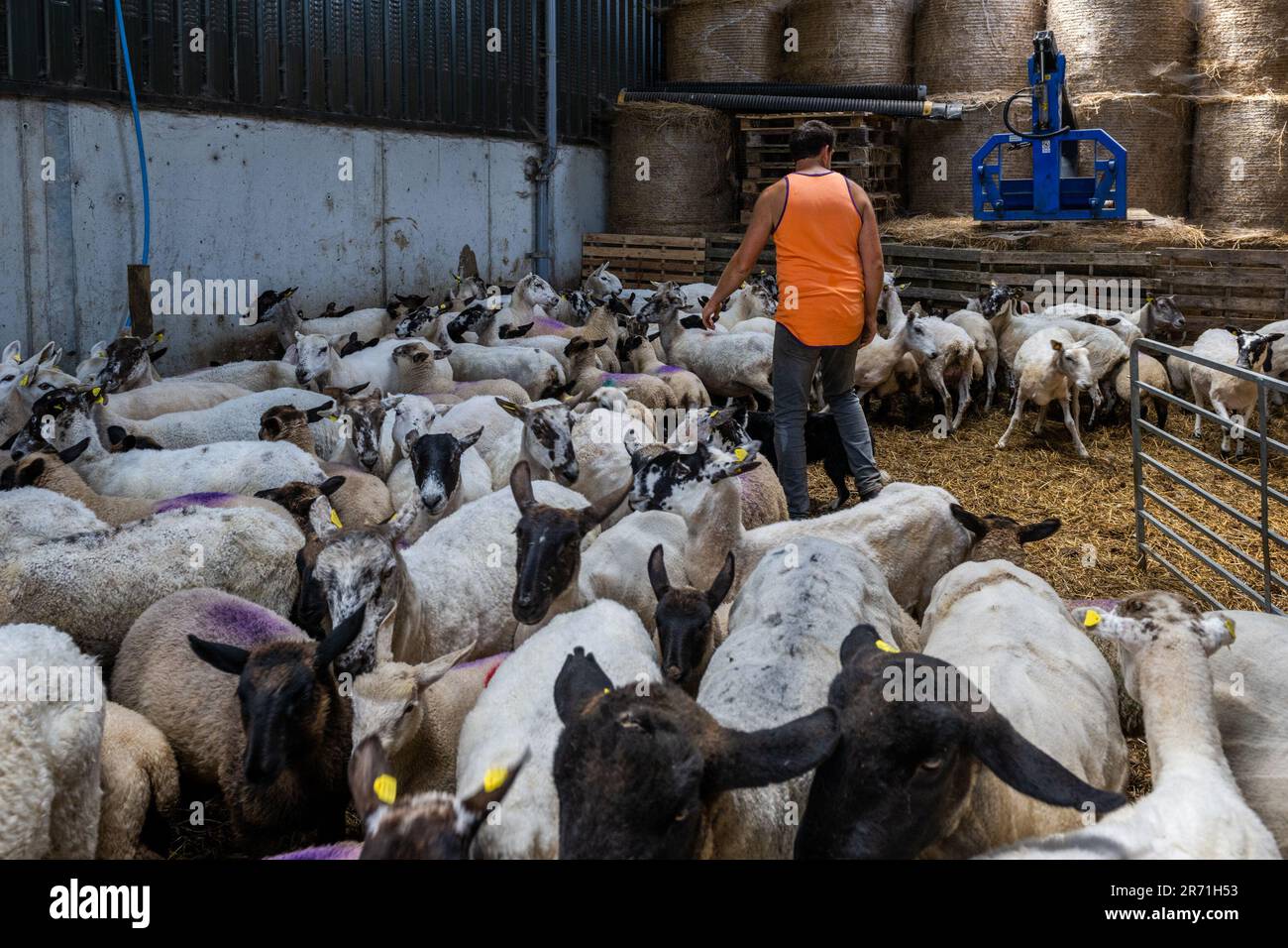 Fly strike in animals hi-res stock photography and images - Alamy