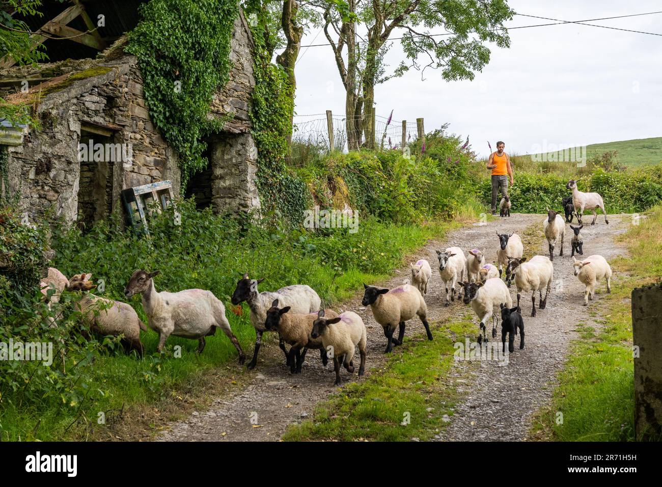 Ballydehob, West Cork, Ireland. 12th June, 2023. Ballydehob based sheep ...