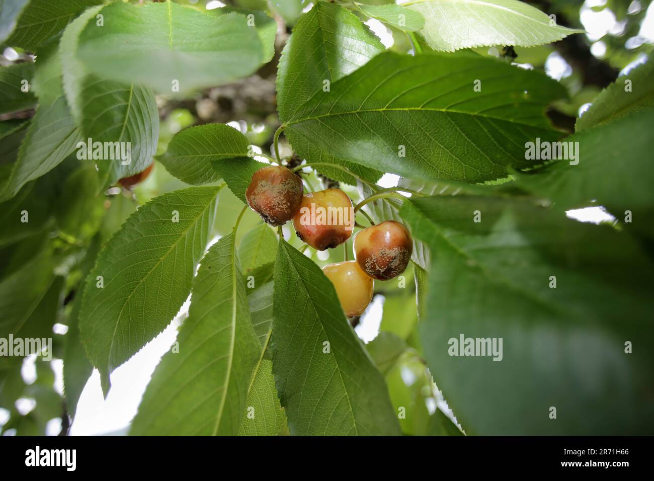 Damaged cherries in A Cova, on June 12, 2023, in A Cova, O Saviñao ...