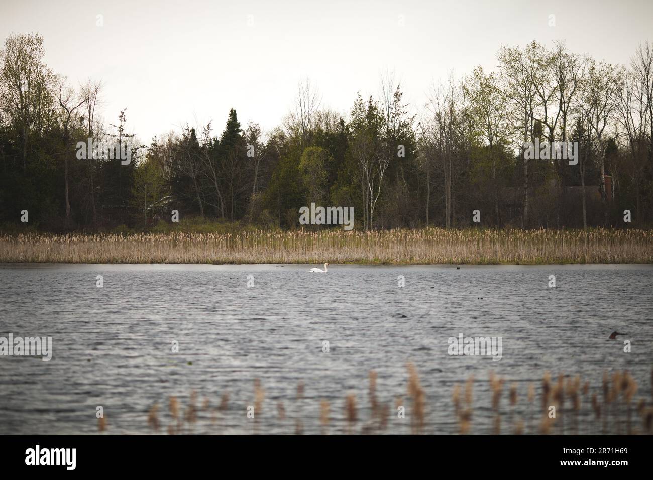 A majestic swan gliding gracefully across a still lake, surrounded by ...