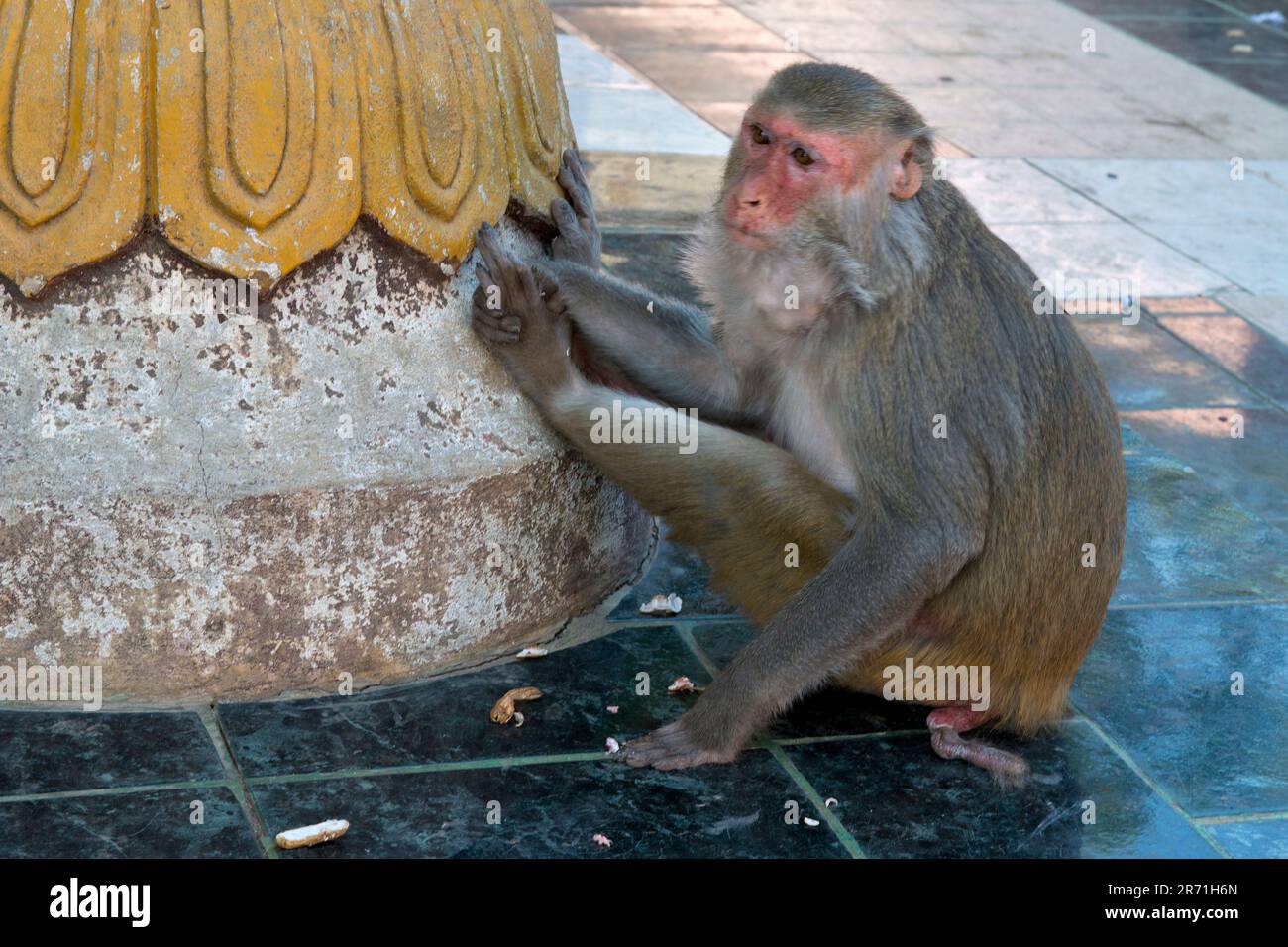 Myanmar, Popa mount, Monkey Stock Photo - Alamy
