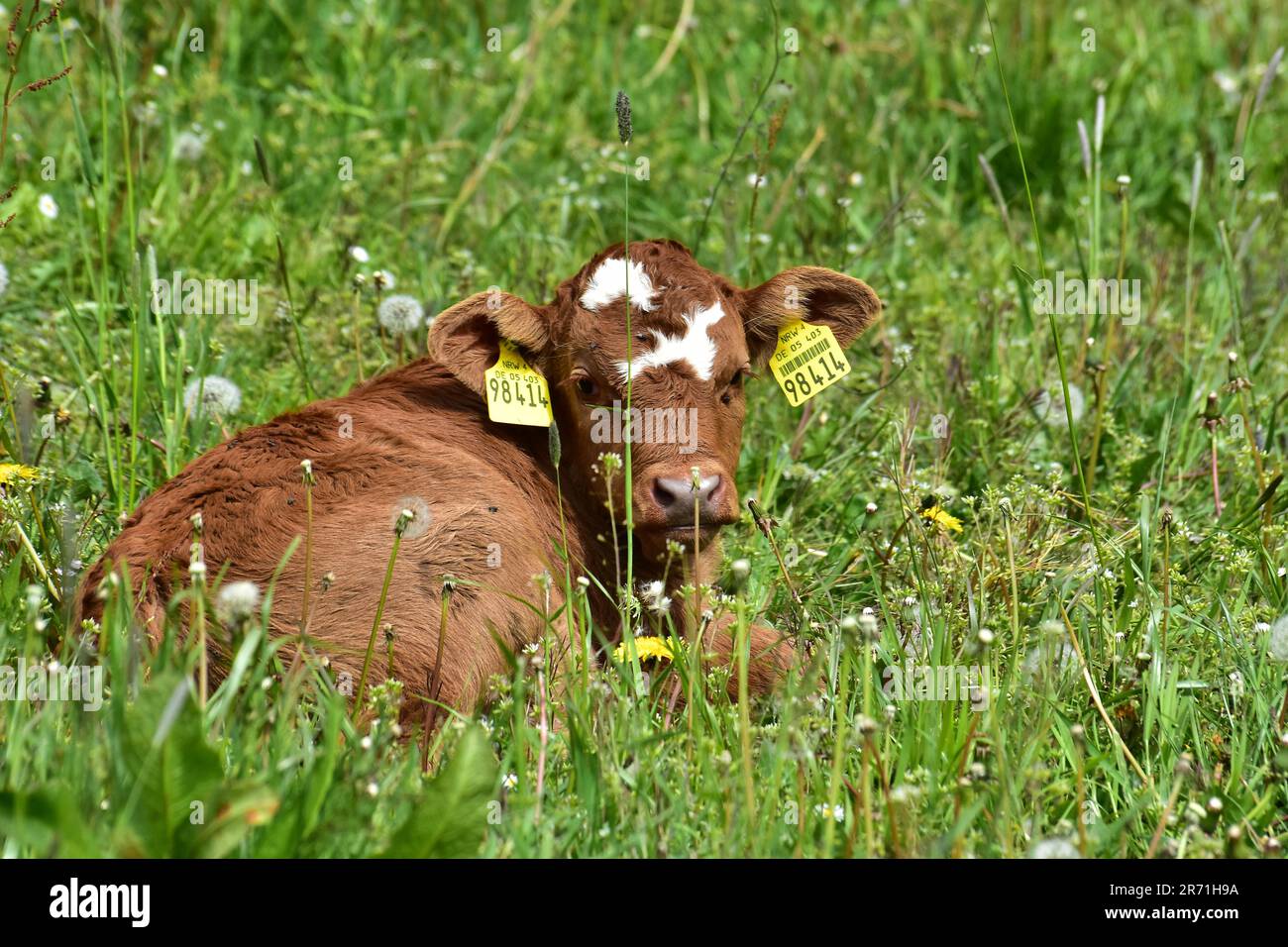 Wiese ranch hi-res stock photography and images - Alamy