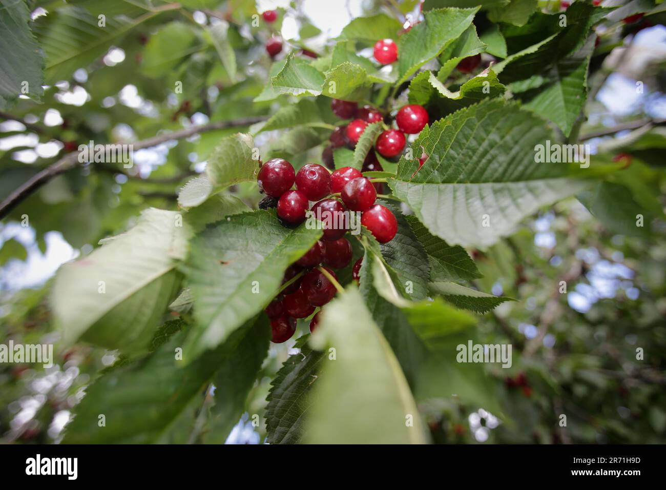 Damaged cherries in A Cova, on June 12, 2023, in A Cova, O Saviñao ...