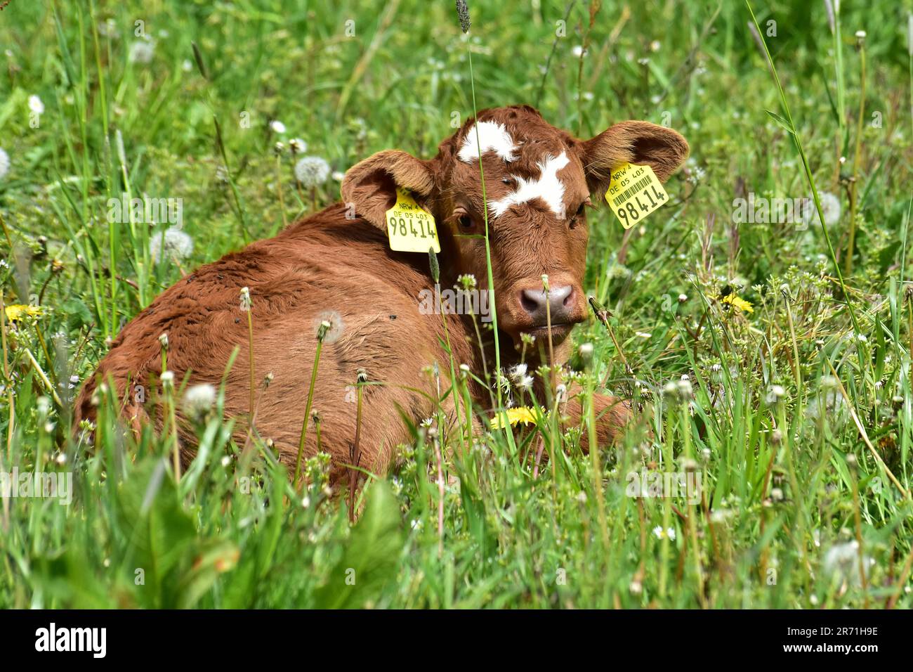 Kälbchen wiese hi-res stock photography and images - Alamy