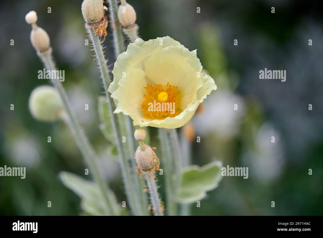 Golden Himalayan poppy (Meconopsis paniculata Stock Photo - Alamy