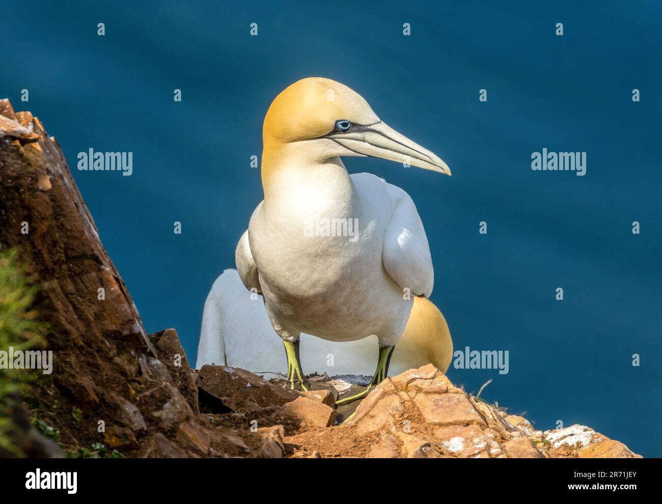 Gannet large wingspan hi-res stock photography and images - Alamy