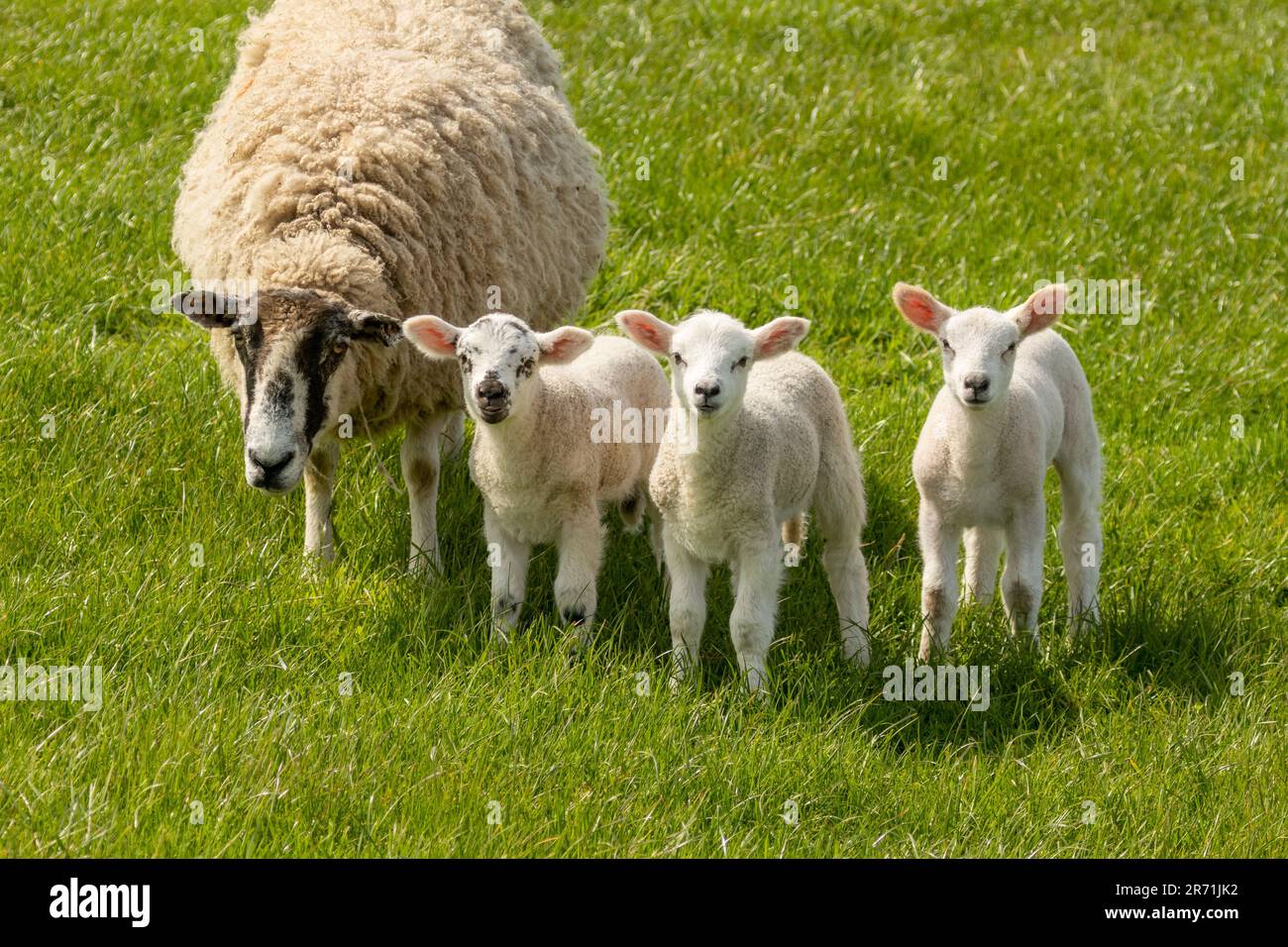 The little lamb triplets in the spring in a green field with their ...