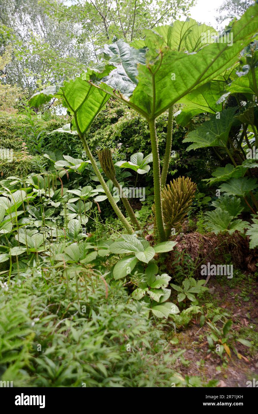 Gunnera manicata, known as Brazilian giant-rhubarb or giant rhubarb, is ...