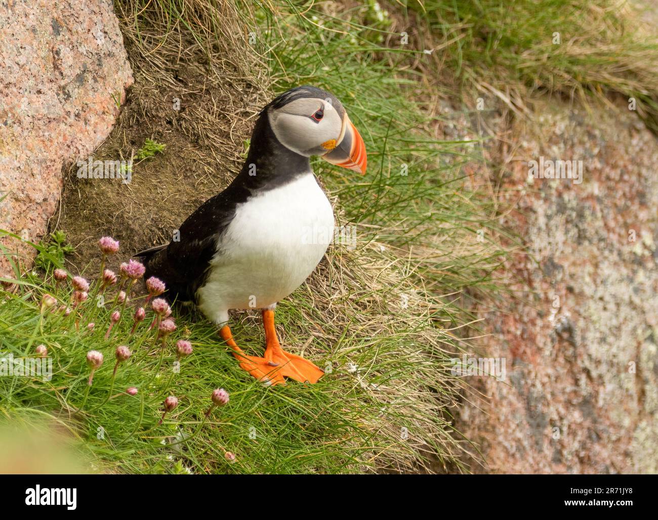 A beautiful Atlantic puffin seabird standing on the cliffside in the ...