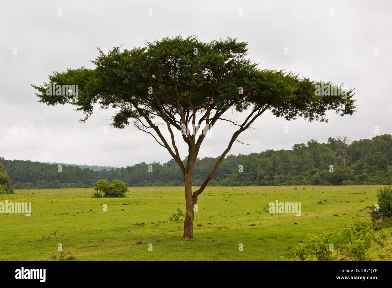 Acacia, Surrounding of Awasa, Ethiopia Stock Photo - Alamy