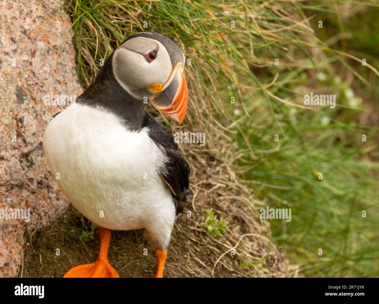 An Atlantic puffin in the summer in Scotland with orange legs and ...