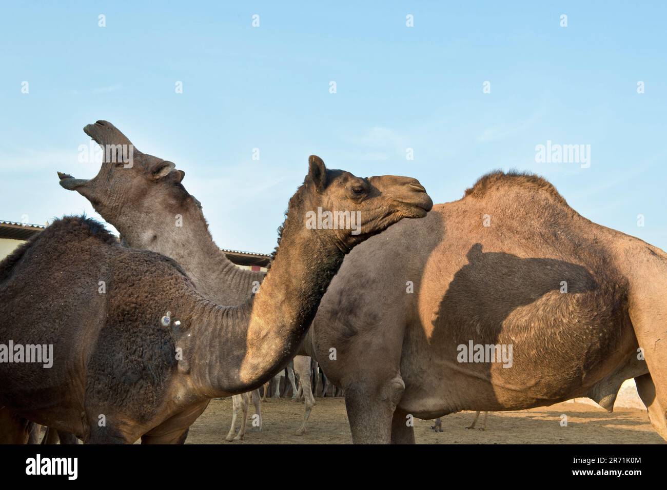 Bikaner camel hi-res stock photography and images - Alamy
