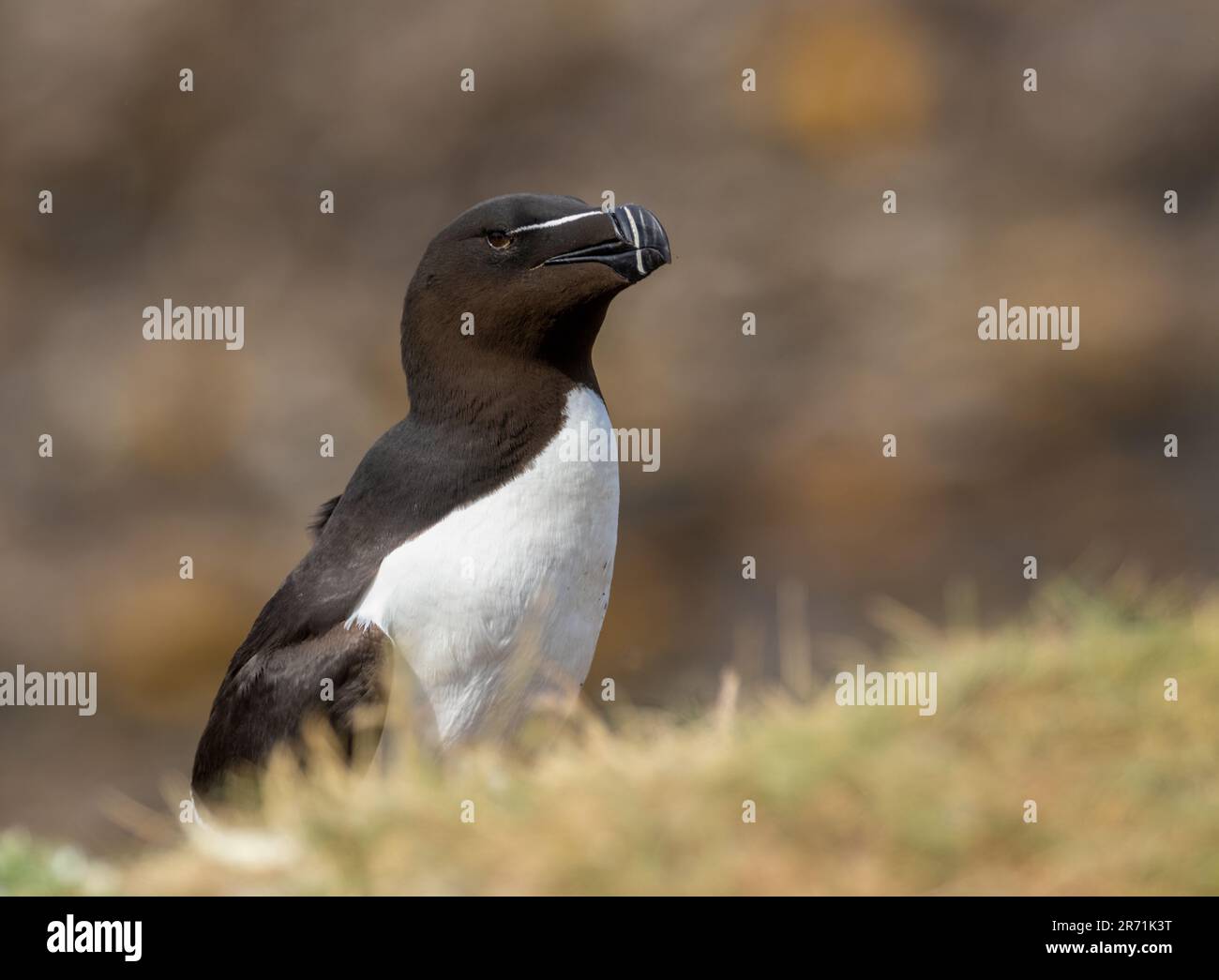 The Razorbill seabird with striking beak and black and white plumage in ...