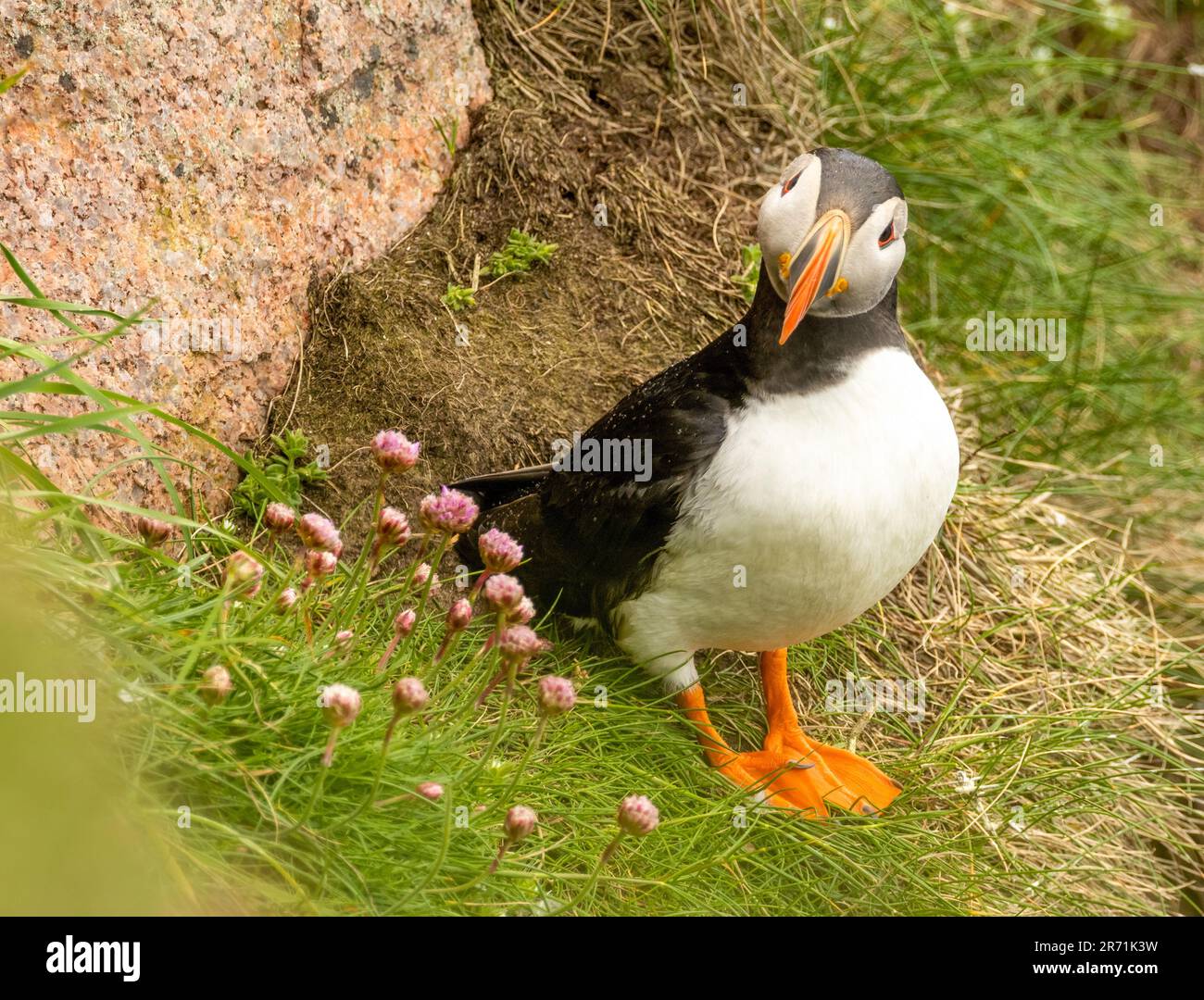 A beautiful Atlantic puffin seabird standing on the cliffside in the ...