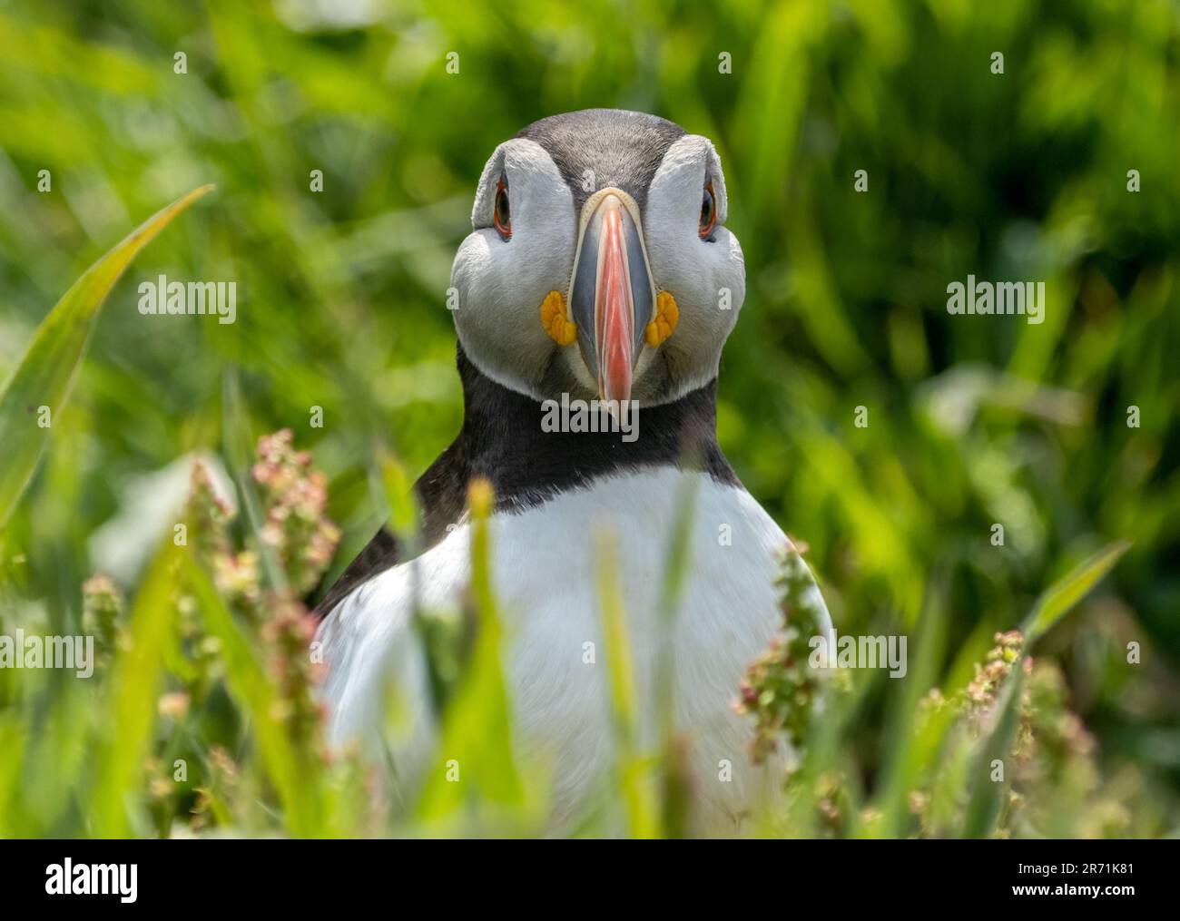 An Atlantic puffin in the summer in Scotland with orange legs and ...