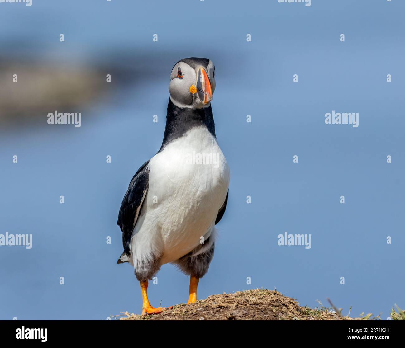 A Beautiful Atlantic Puffin Seabird Standing On The Cliffside In The