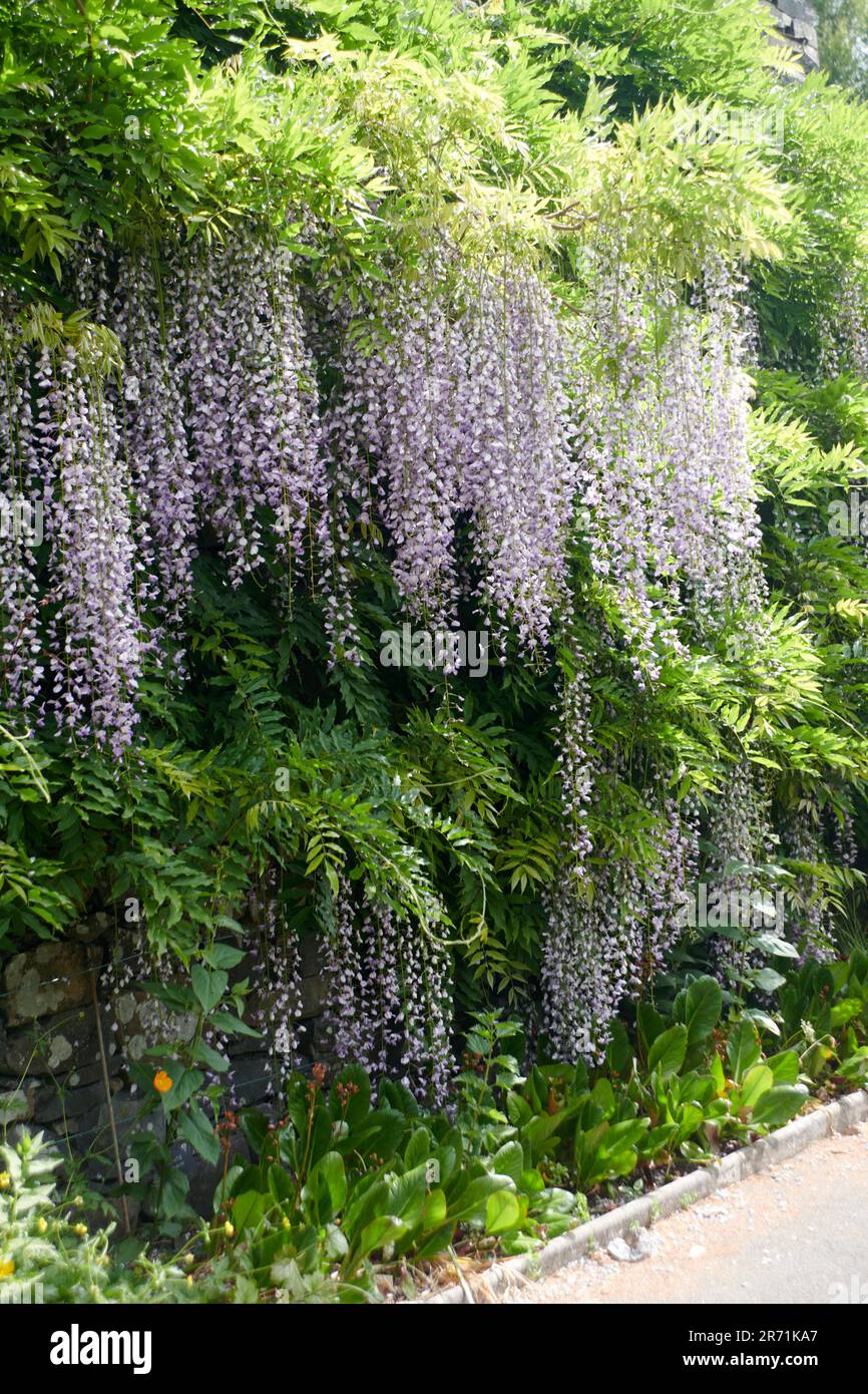 Wisteria (Wisteria floribunda)is a genus of flowering plants in the ...