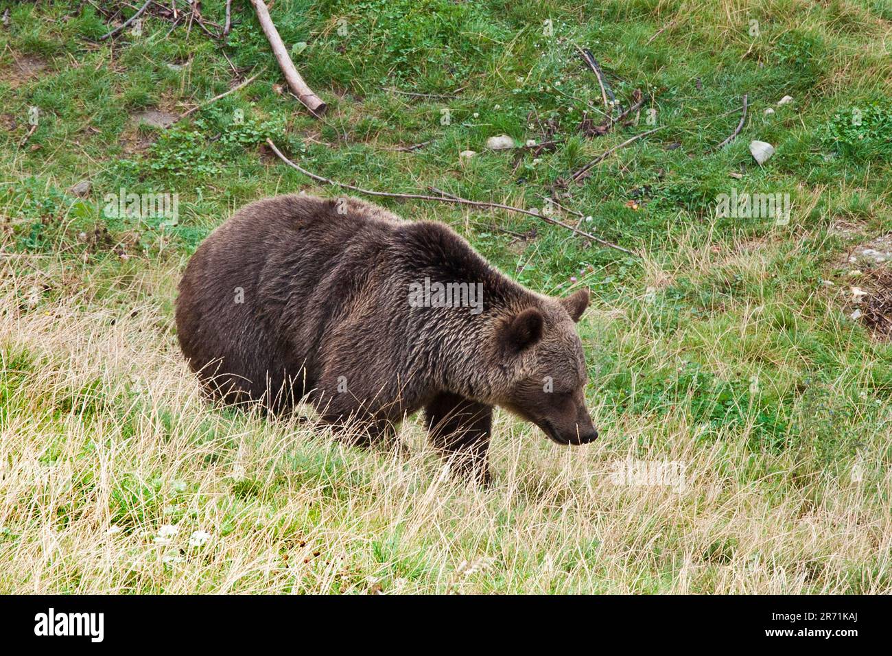 Geographical bear hi-res stock photography and images - Alamy