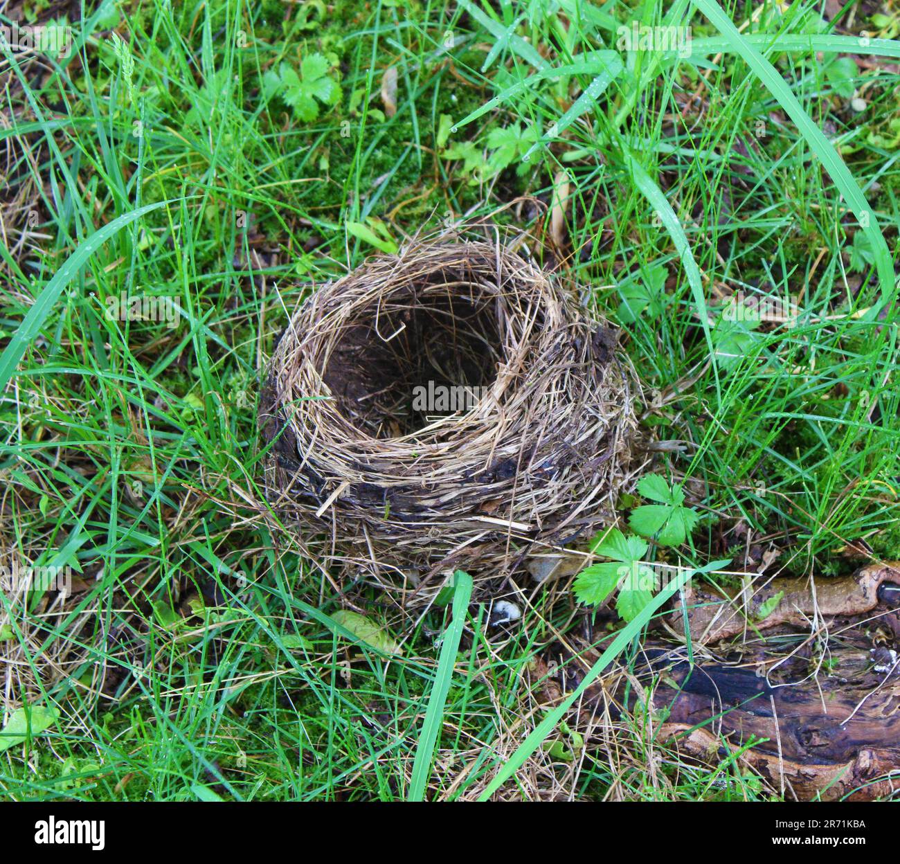 An Abandoned Wild Bird's Nest Fallen from a Tree Stock Photo - Alamy
