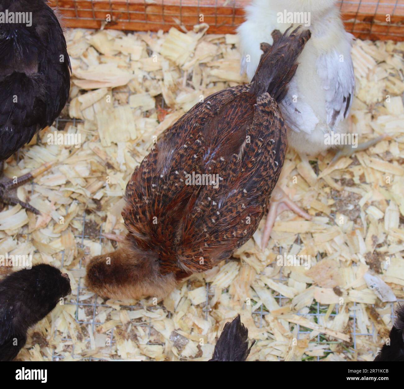 A Young Chicken with Red, White and Red Feathers Stock Photo - Alamy
