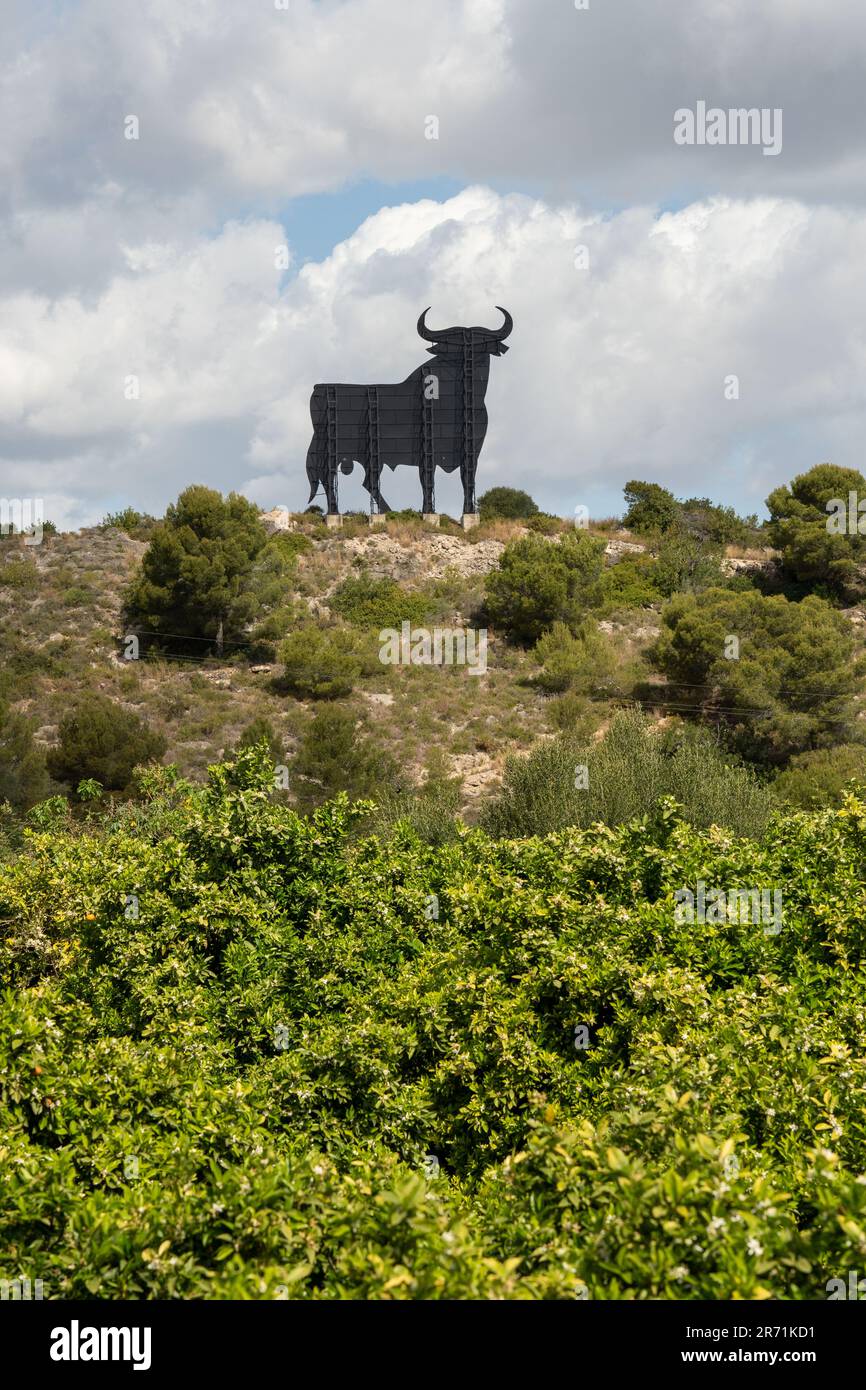 Osborne bull on a mountain Stock Photo - Alamy