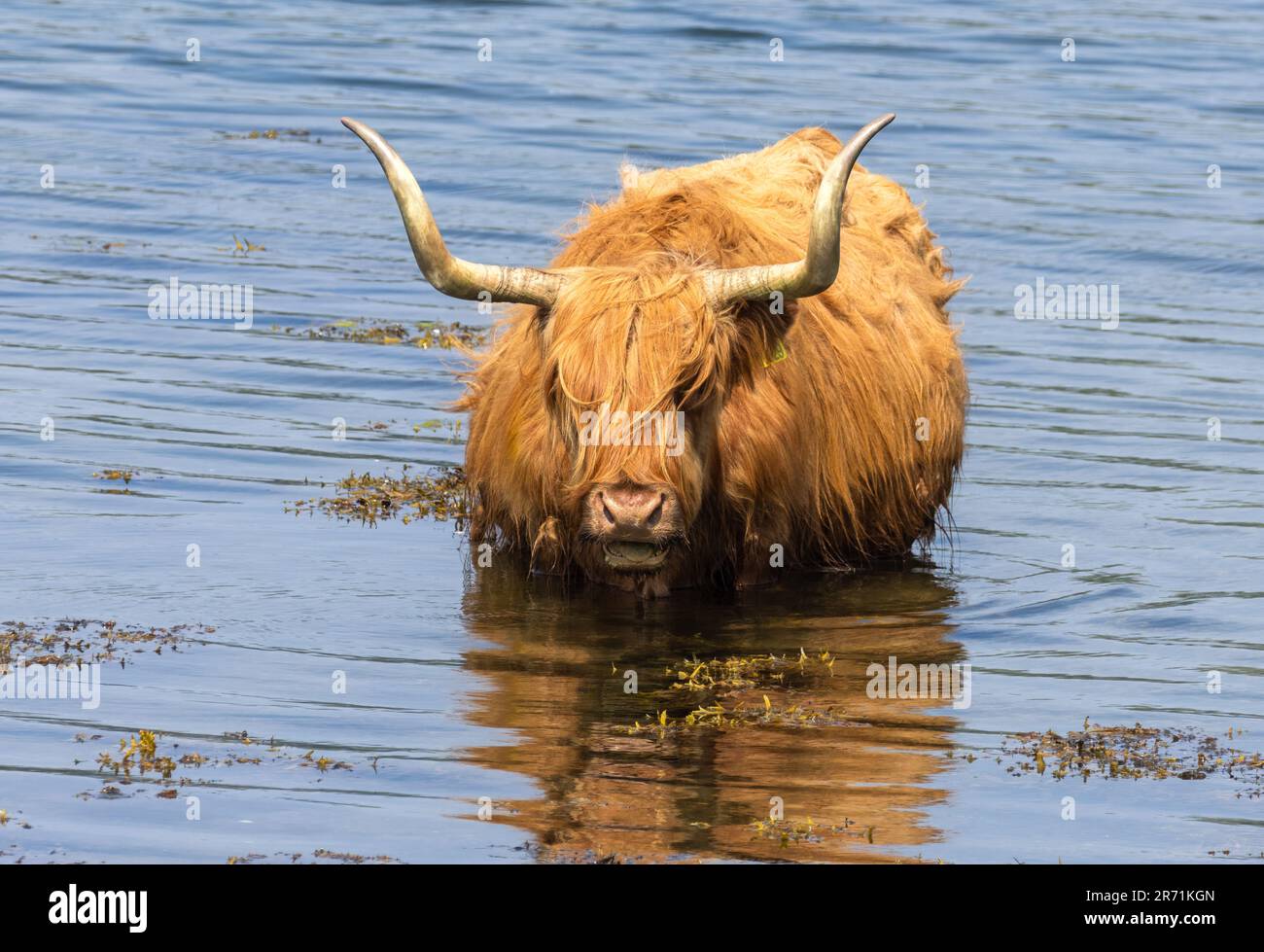 The Scottish highland cow bathing in the cold water in Scotland Stock ...