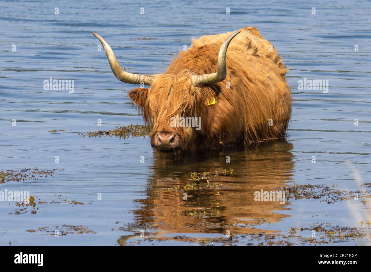 The Scottish highland cow bathing in the cold water in Scotland Stock ...