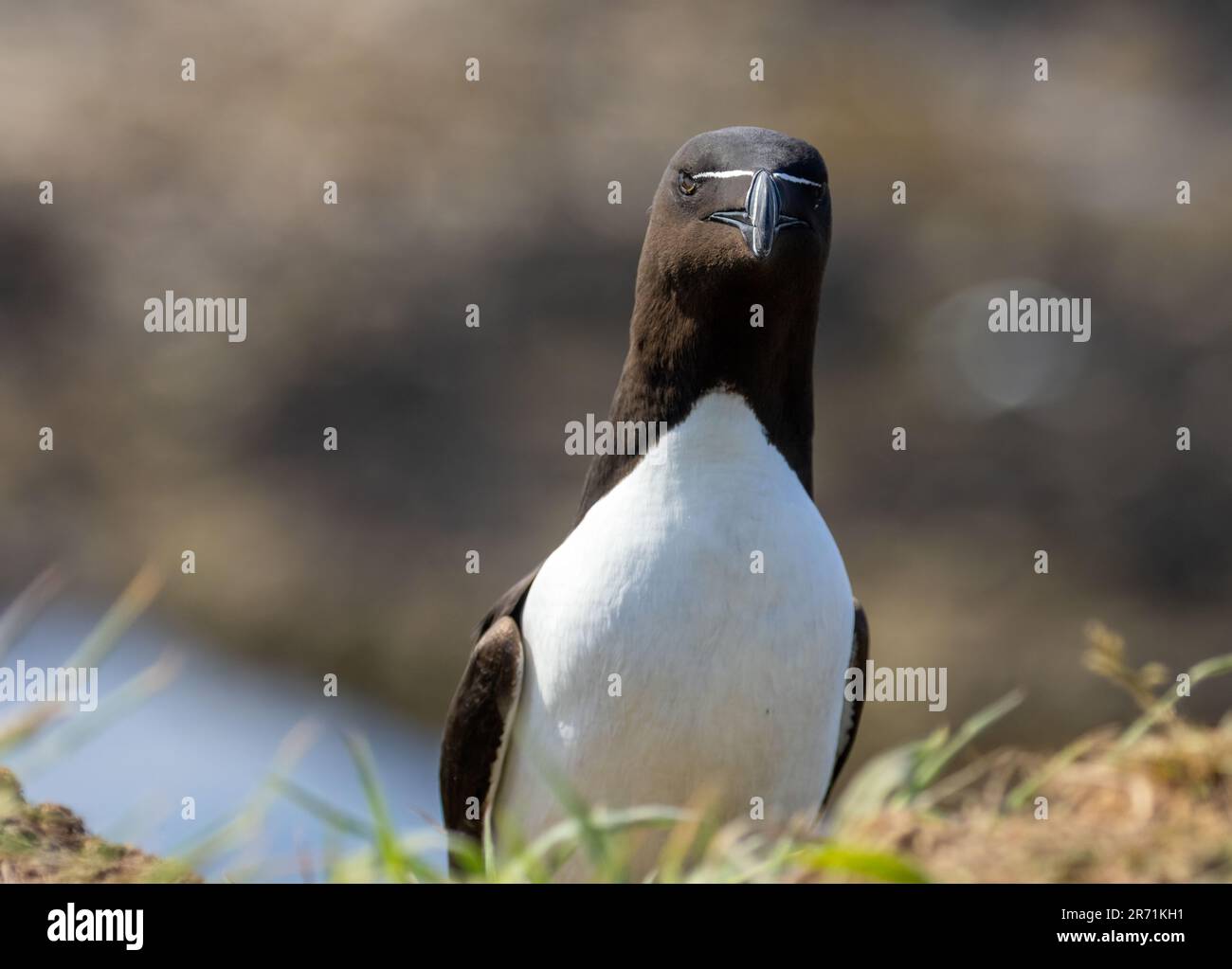 The Razorbill seabird with striking beak and black and white plumage in ...