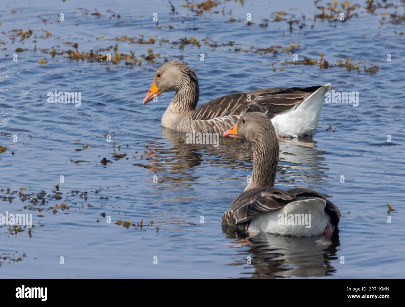 The gray geese floating in a calm lake water Stock Photo - Alamy